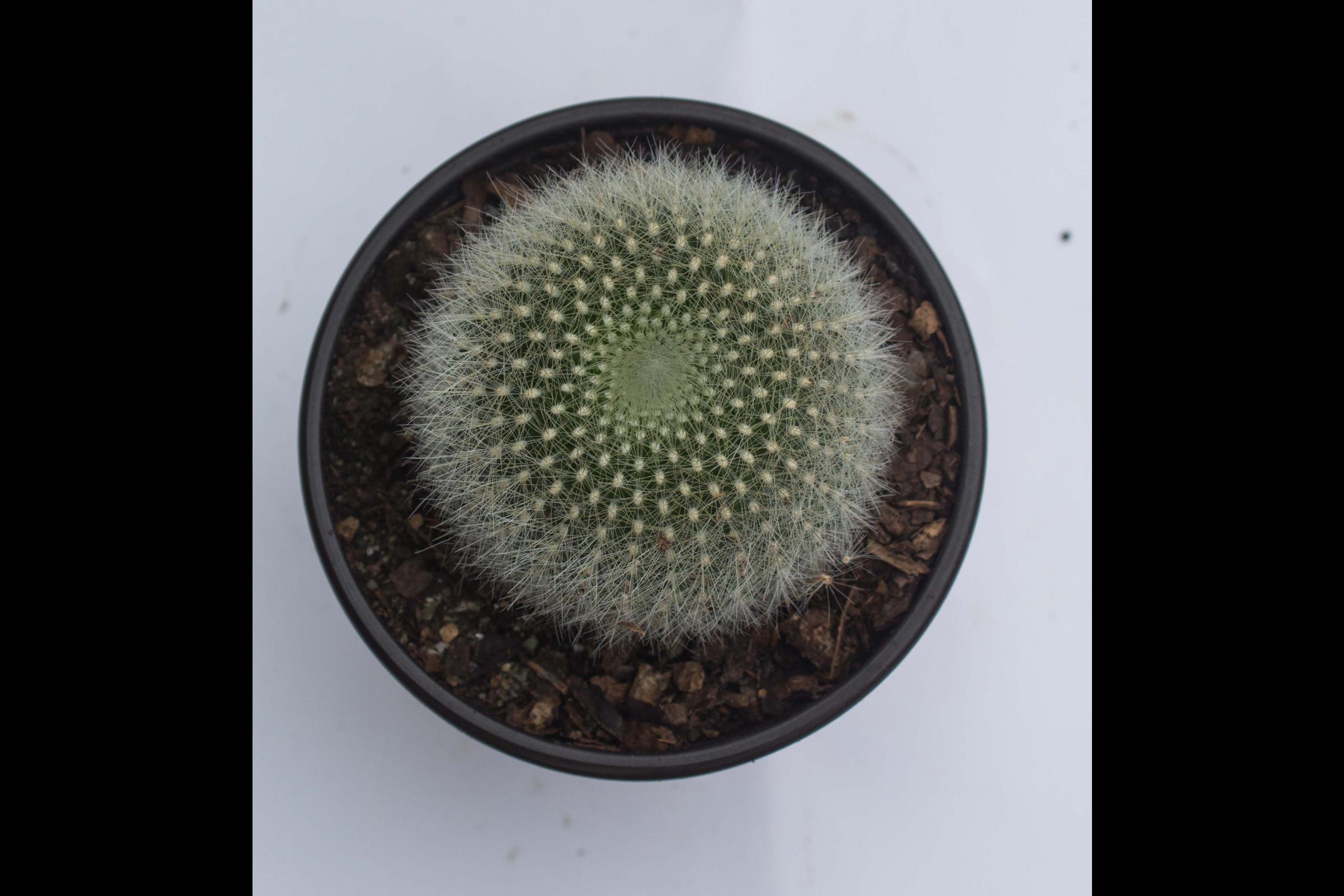Brasilicactus Haselbergii - Rudyn Gladioli Farm
