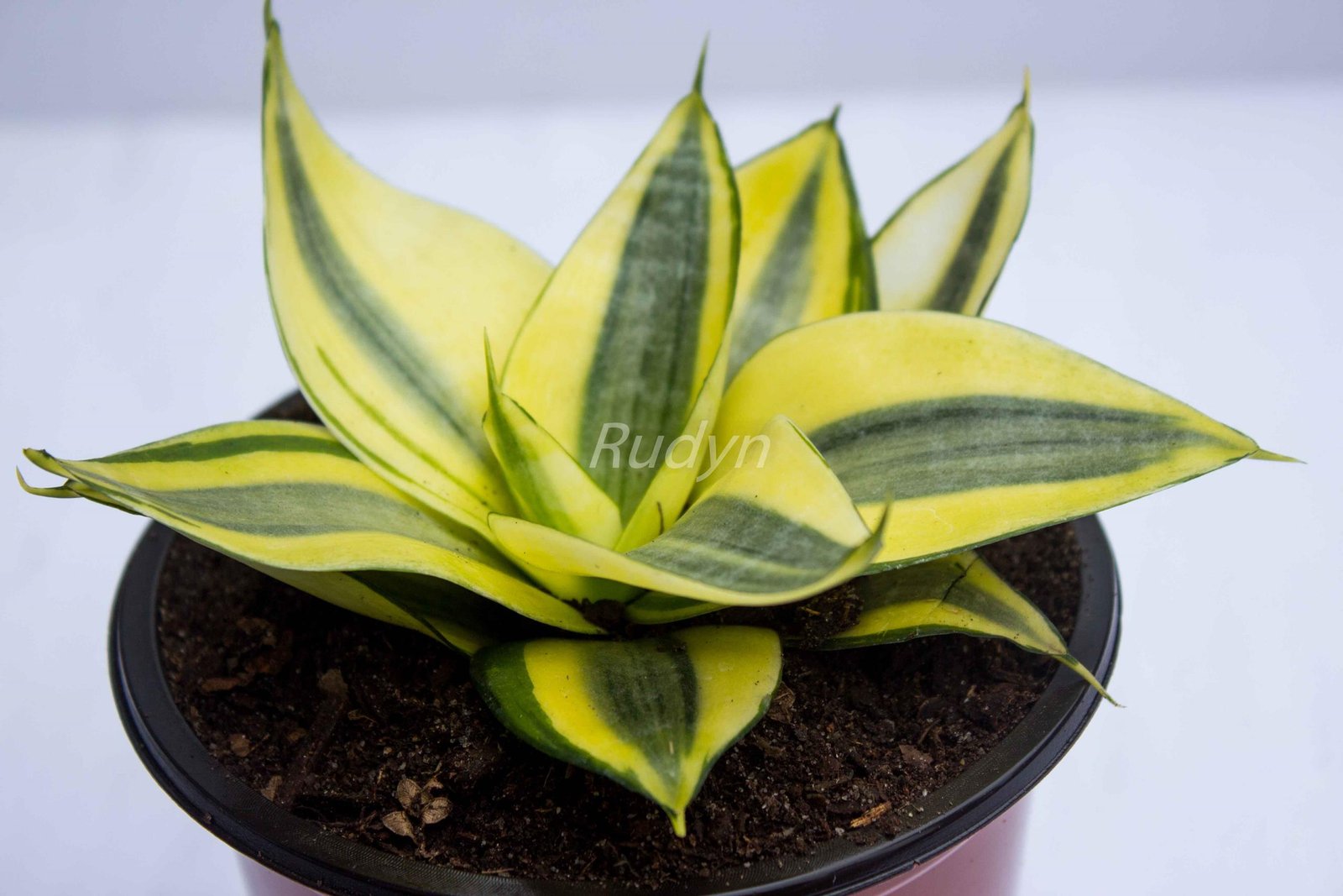 Sansevieria Golden Hahnii - Rudyn Gladioli Farm
