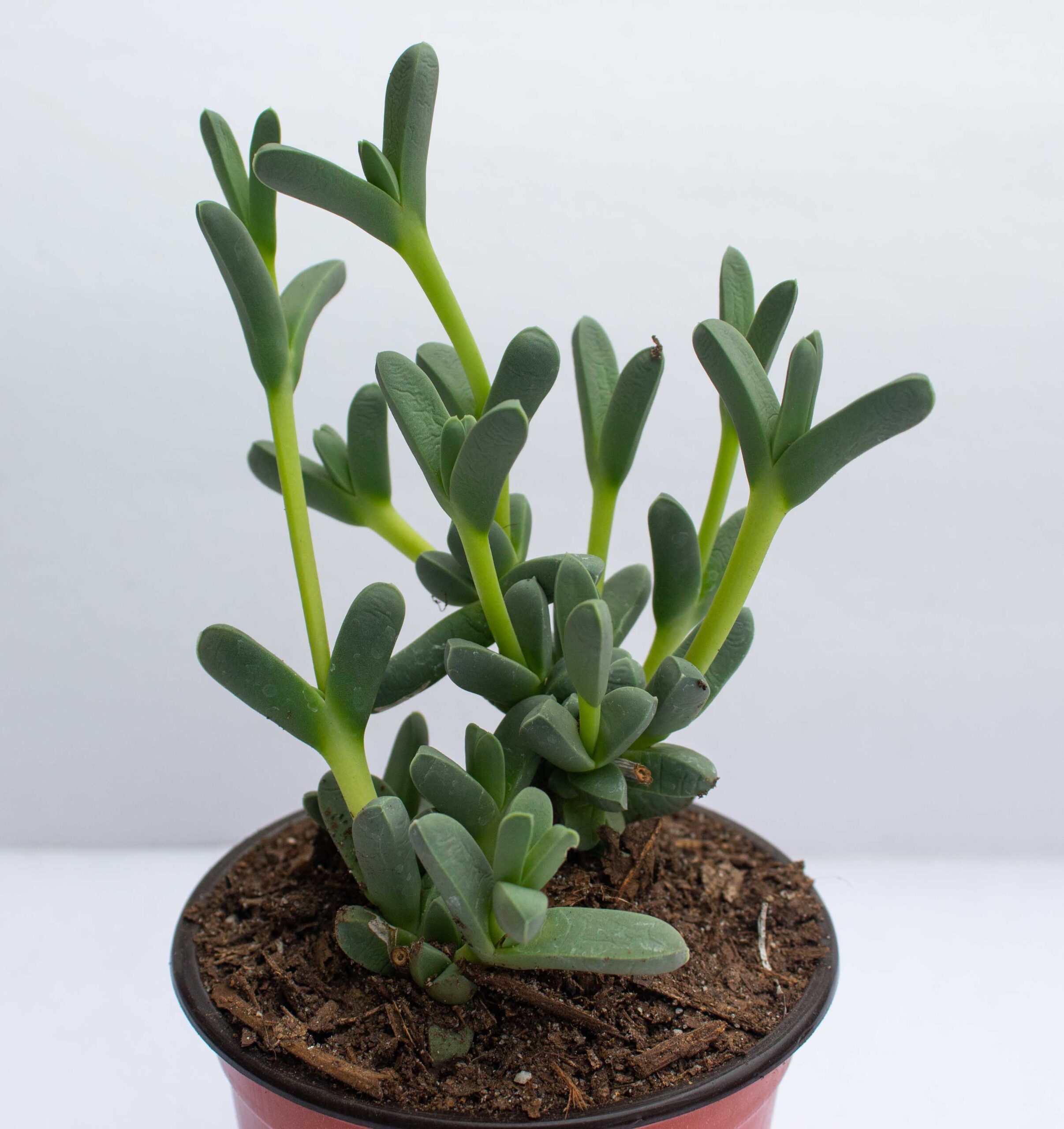 Velutina - Rudyn Gladioli Farm