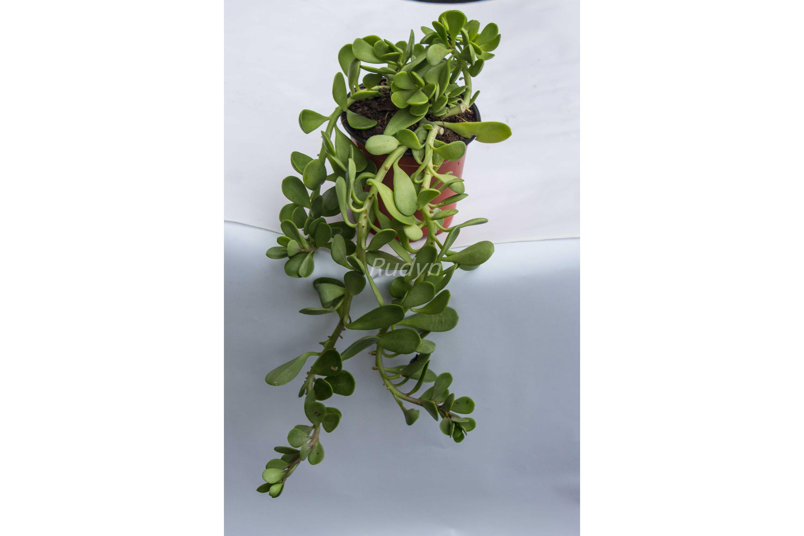 Kleinia Petraea / Weeping Jade - Rudyn Gladioli Farm