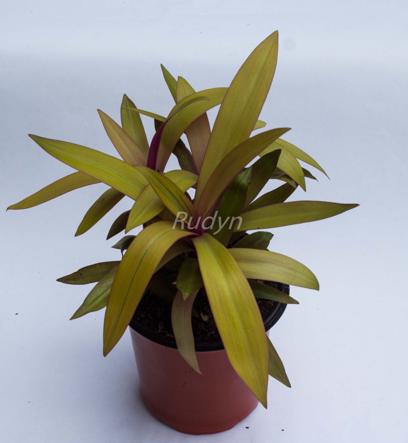 Rhoeo Gold - Rudyn Gladioli Farm