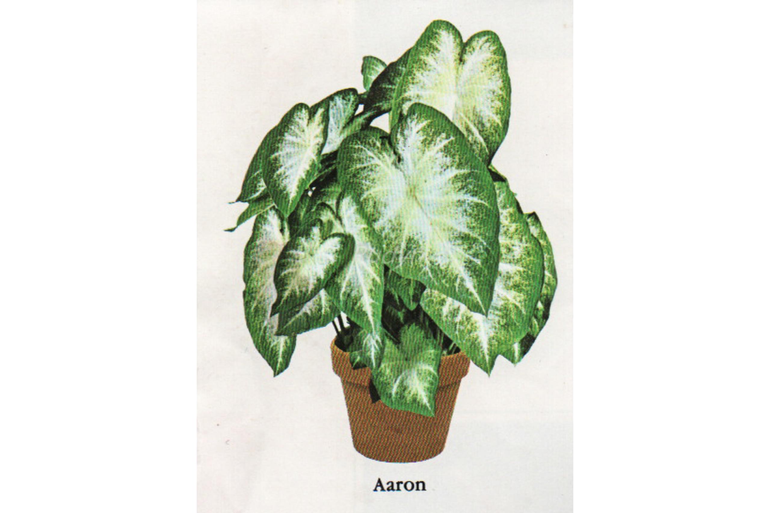 Aaron (2Bulbs) - Rudyn Gladioli Farm