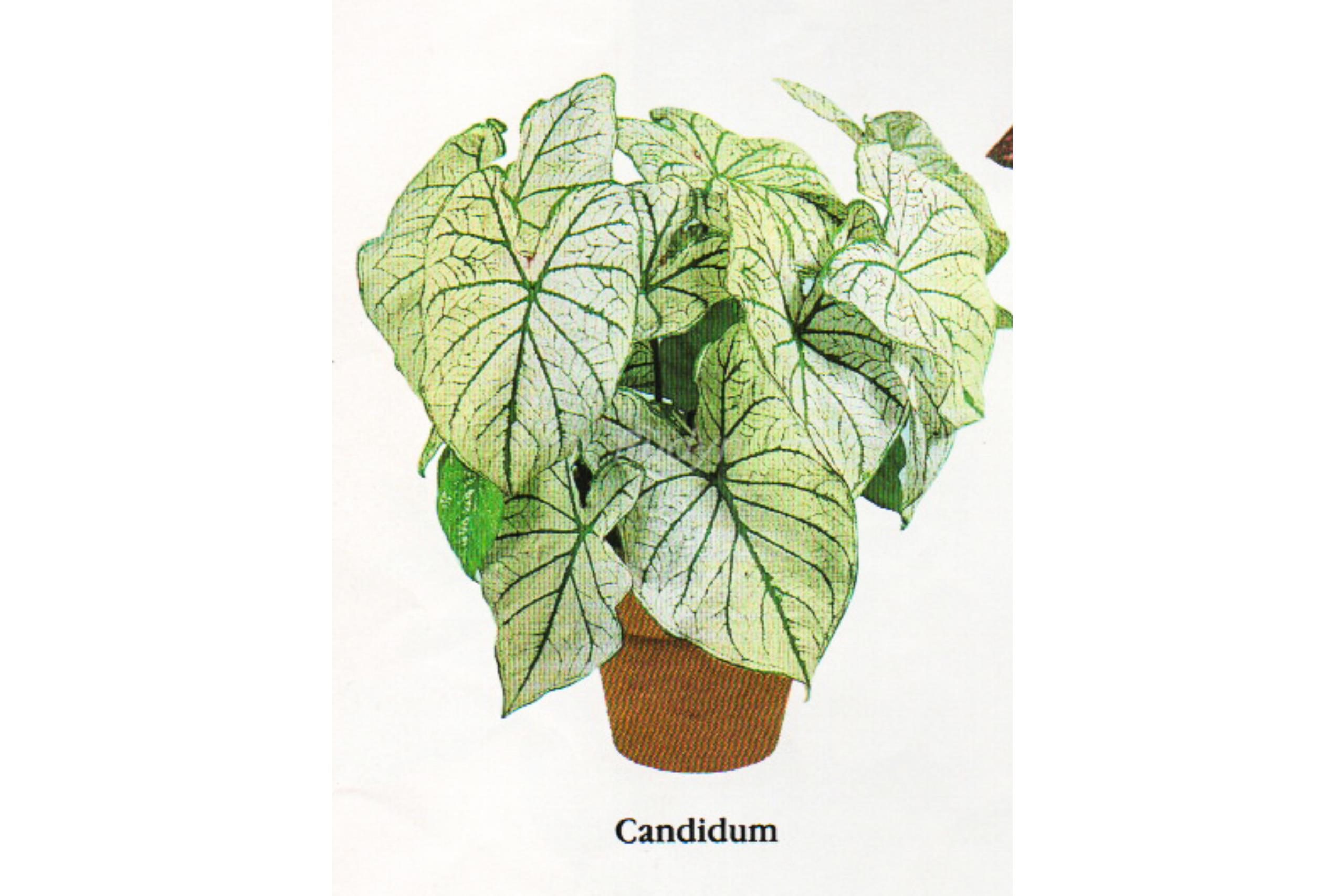 Candidum (2Bulbs) - Rudyn Gladioli Farm