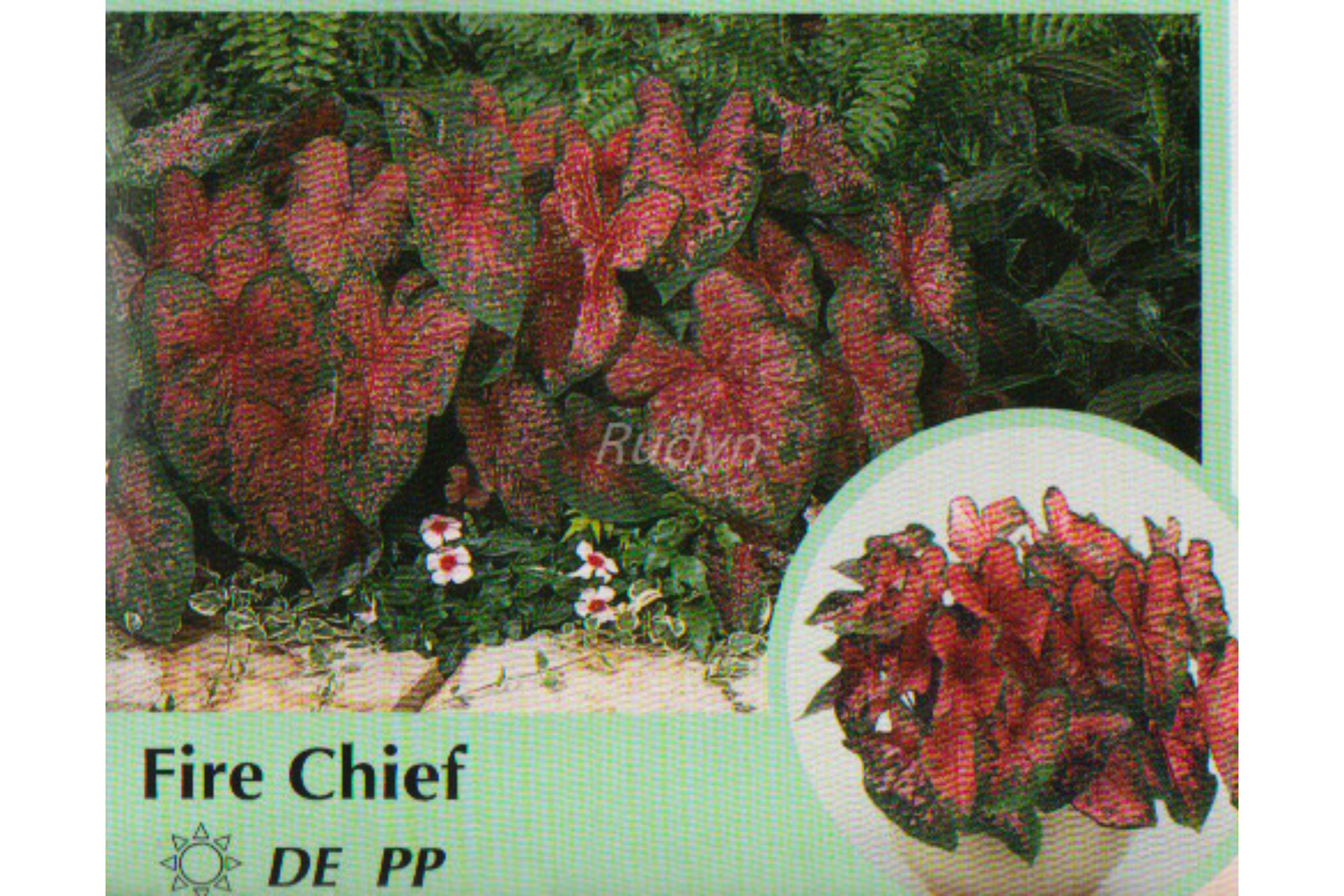 Fire Chief (2Bulbs) - Rudyn Gladioli Farm