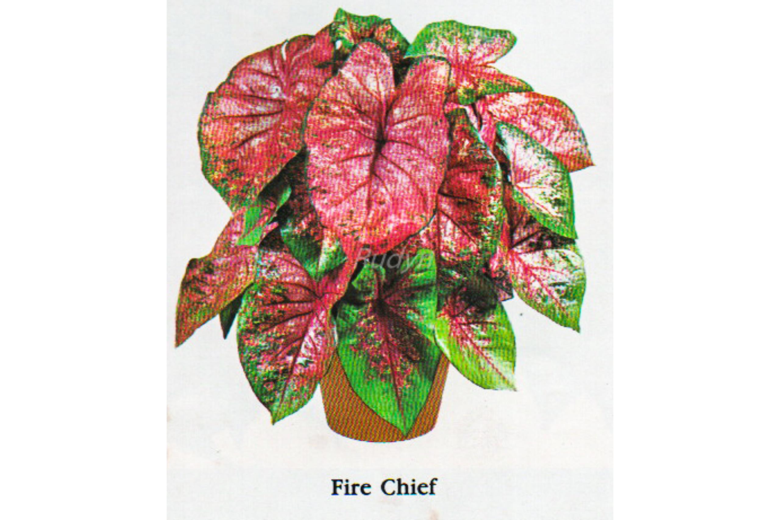 Fire Chief (2Bulbs) - Rudyn Gladioli Farm